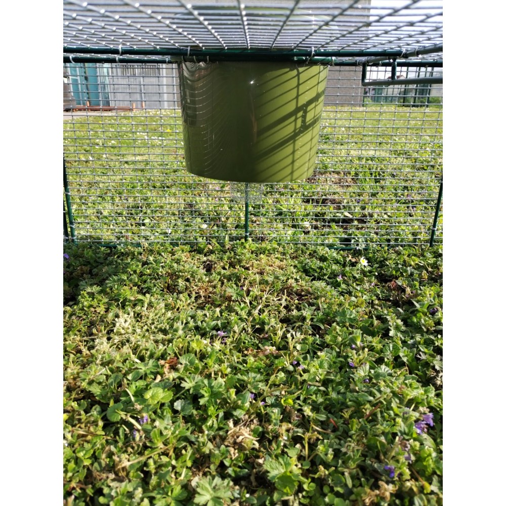 cage pré-lacher perdrix