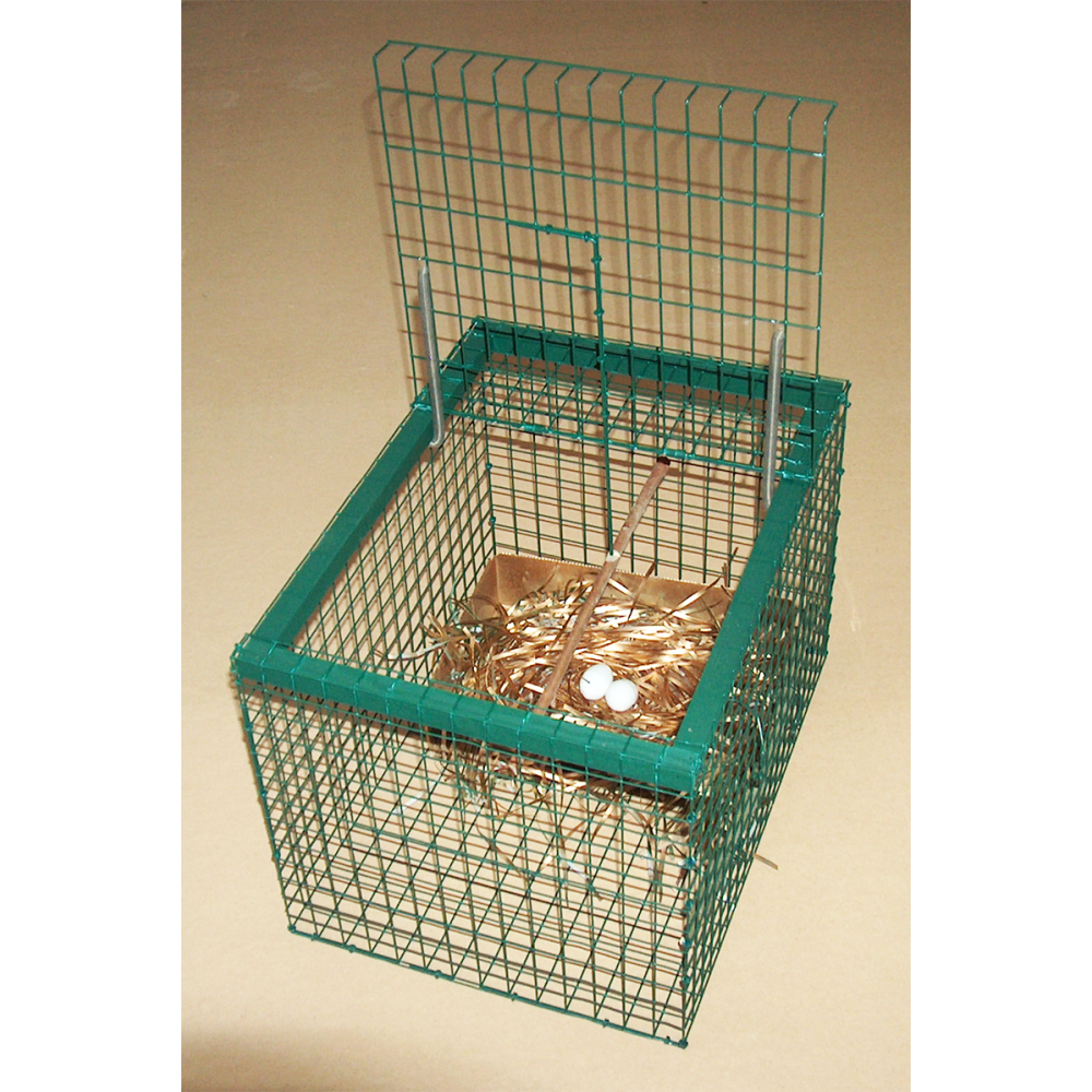 Pièges à pigeons et geais.