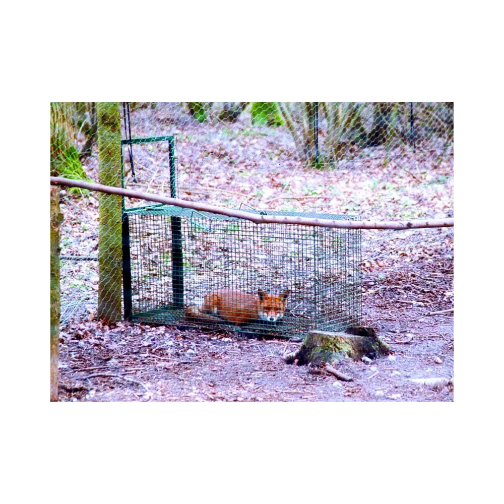 Cage piège pour le renard, piégeage efficace du renard.